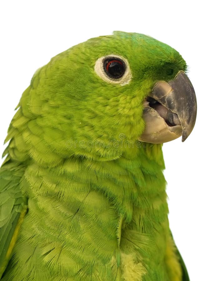 Parrot stock image. Image of parrot, bird, white, profile - 9713389