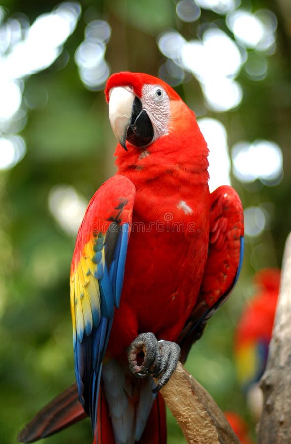 Parrot stock photo. Image of perch, colourful, exotic, bird - 59000