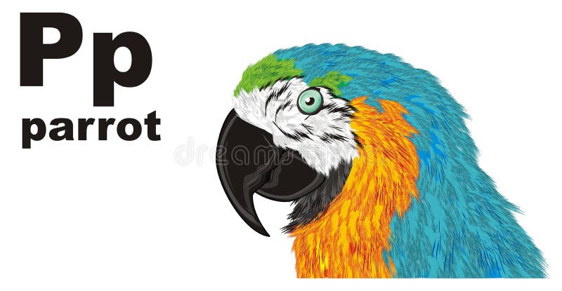 P Parrot Stock Illustrations – 100 P Parrot Stock Illustrations ...