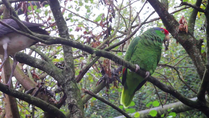 Parrot Afraid of Bird stock video. Video of amazone, amazon - 62760509