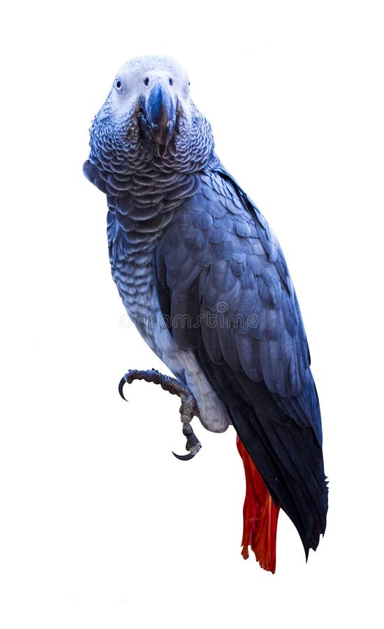 Parrot. African Grey Parrot. Parrot Jaco Stock Photo - Image of flying ...