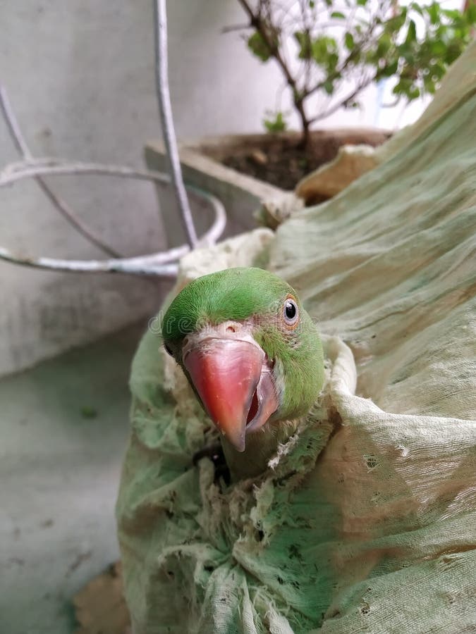 Parrot amazing photography stock image. Image of parrot - 152631909