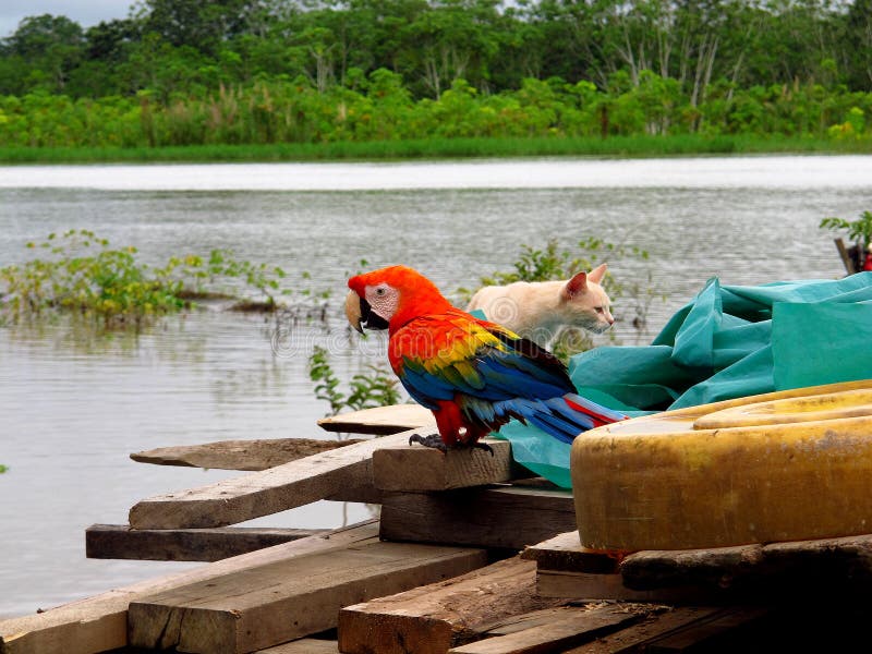 Parrot in Amazon River, Peru, South America Stock Photo - Image of ...