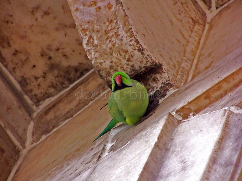 Parrot in ancient fort stock photo. Image of wall, acrobat - 63012