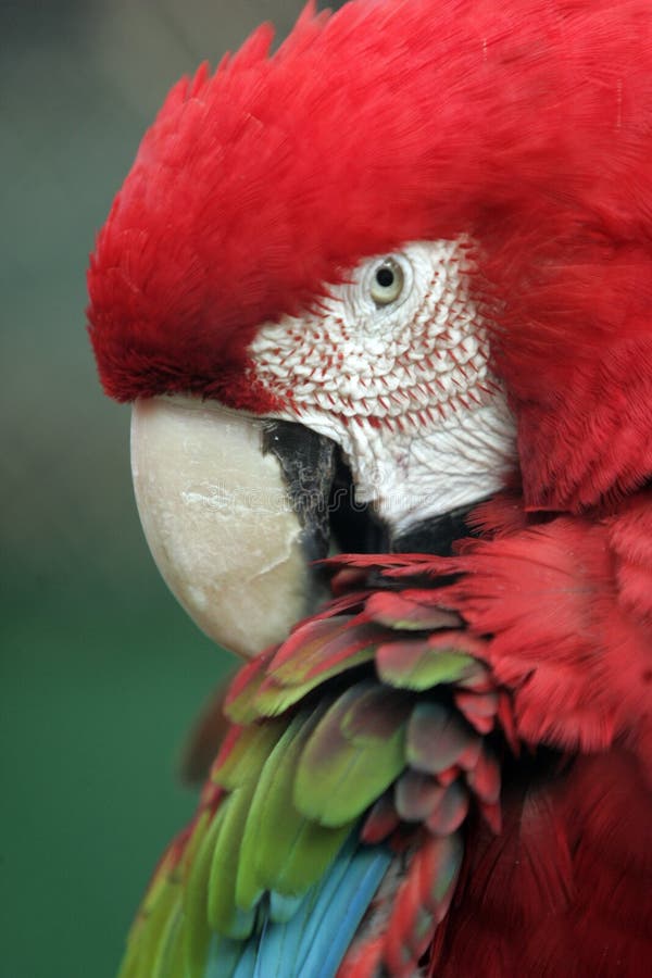 Ara Parrot stock photo. Image of ararauna, vivid, feather - 29554640