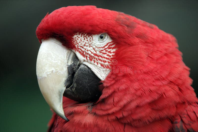 Profile Portrait Of Parrot Picture. Image: 82997836
