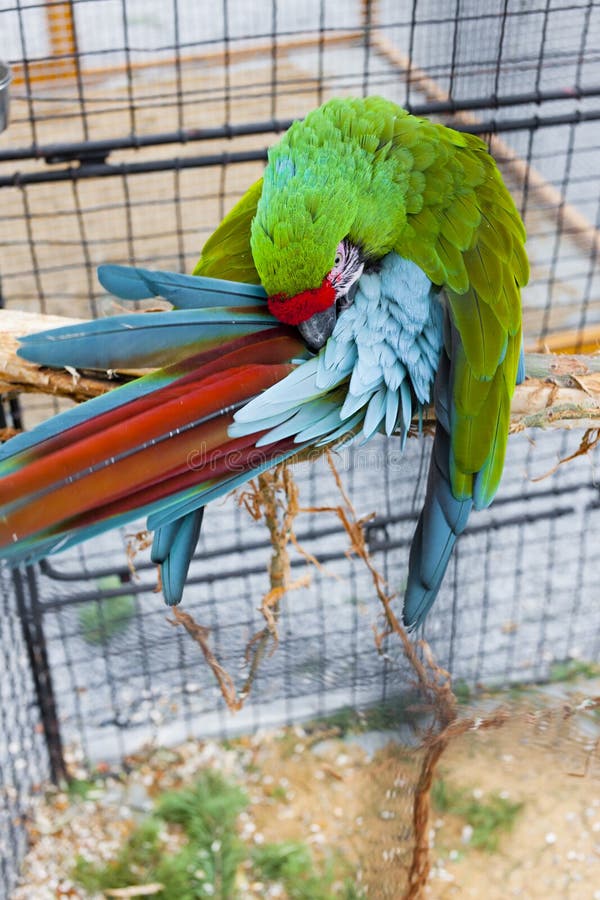 Parrot Ara Military & X28;Ara Militaris Mexicana& X29; in the Cage ...