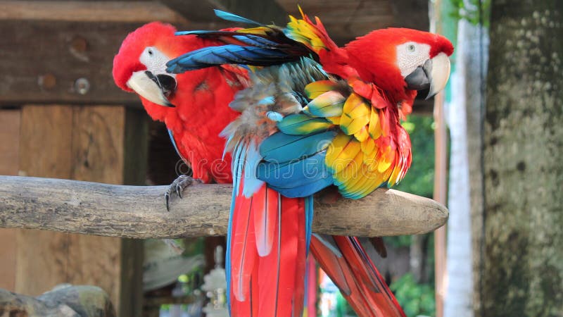 Parrot ARA stock photo. Image of magnificent, green, scarlet - 97613906