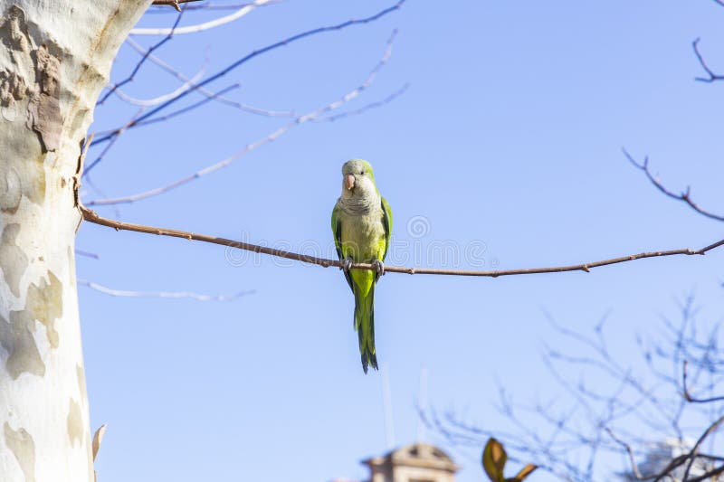 Parrot. Argentine Parrot Eating. a Pair of Argentine Parrots Hanging ...