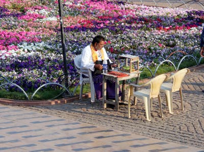 Parrot astrologer editorial image. Image of cards, tarot - 23524380