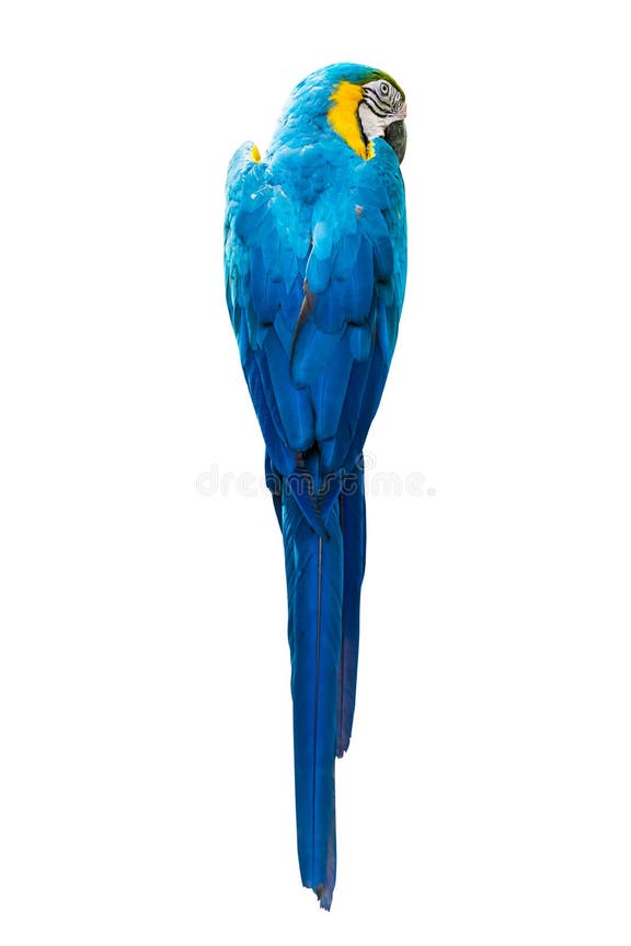 Parrot stock photo. Image of tropical, yellow, colourful - 71439686