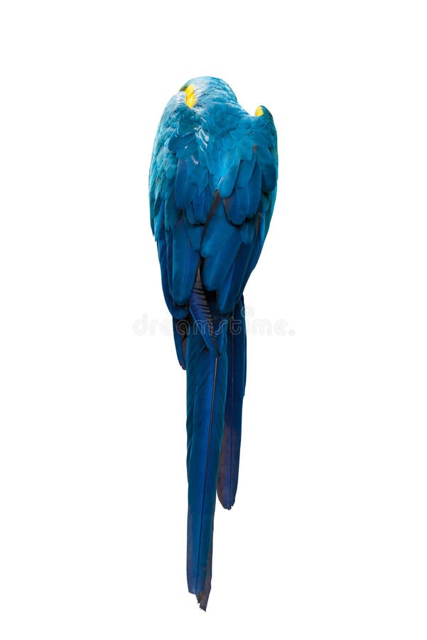 Parrot stock photo. Image of wild, beak, bright, bird - 71439710