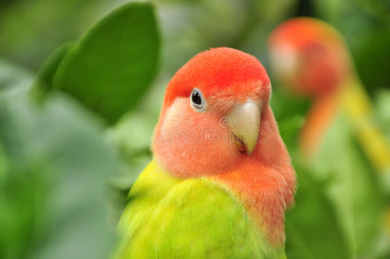 Parrot background 1 stock image. Image of parrotwallpaper - 118930417
