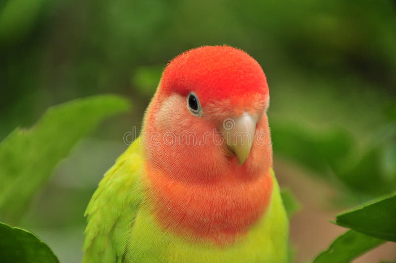 Parrot background stock photo. Image of background, parrotwallpaper ...