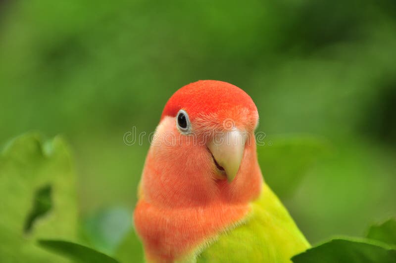Parrot background 1 stock photo. Image of parrotwallpaper - 118930344
