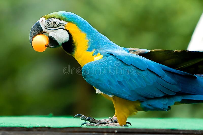 Parrot with ball stock photo. Image of blue, side, smart - 3591796