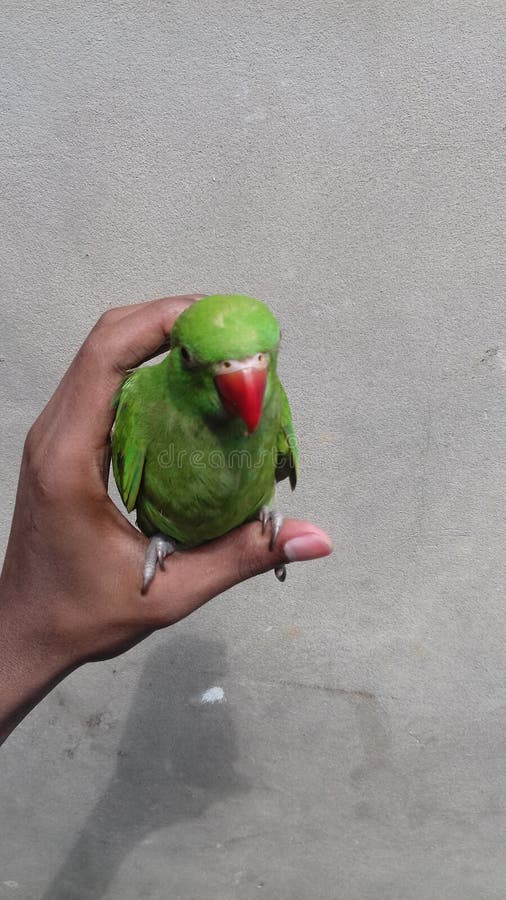 Parrot bart tota stock image. Image of beak, green, yellow - 185591761