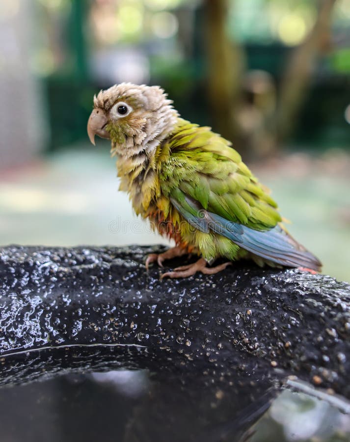A Parrot Bathes in the Water Stock Image - Image of bath, feather ...