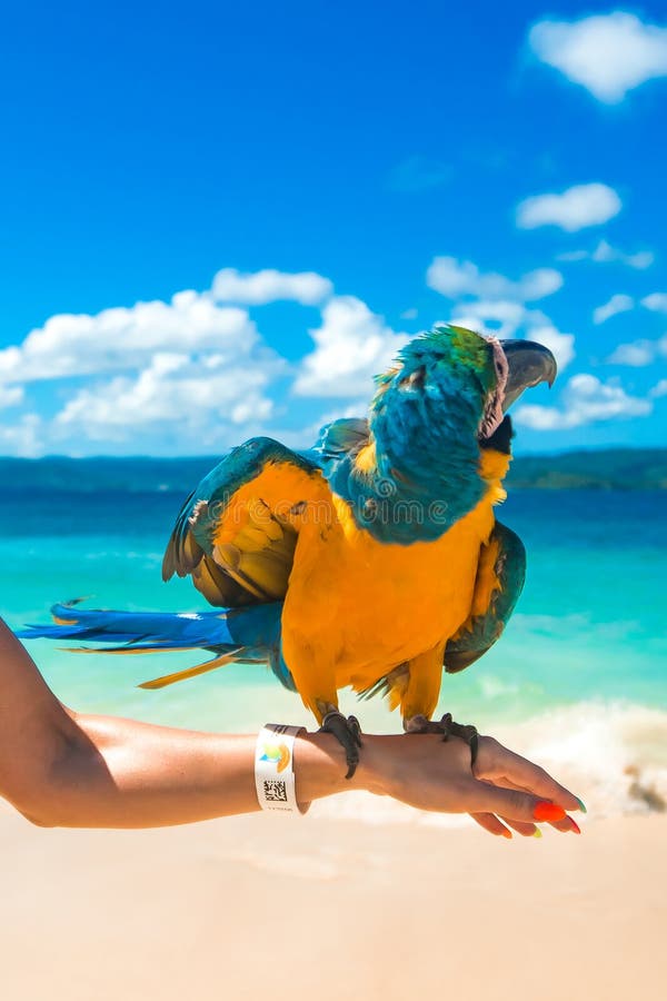 Parrot by the beach stock photo. Image of coastal, feathery - 49798664