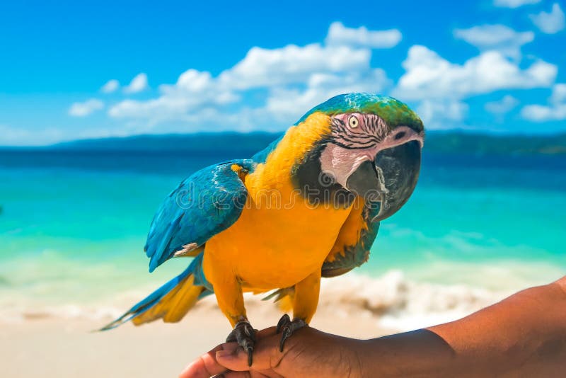 Parrot by the beach stock photo. Image of coastal, feathery - 49798664
