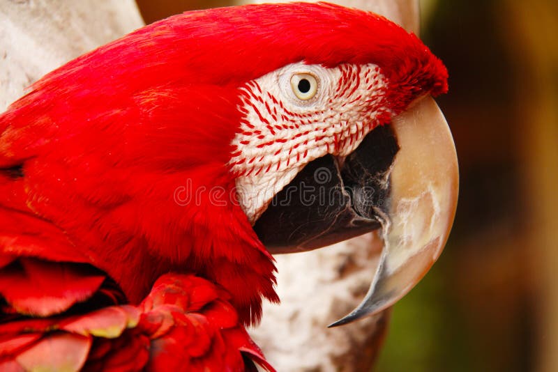 Kakadu parrot stock photo. Image of outdoor, parrot, nature - 21386026