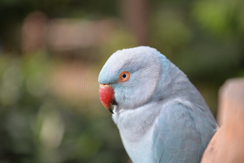 Parrot stock image. Image of perico, bird, fauna, detail - 92505245
