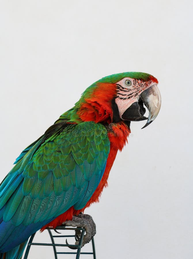 Parrot stock image. Image of intelligent, nature, macaw - 91773413