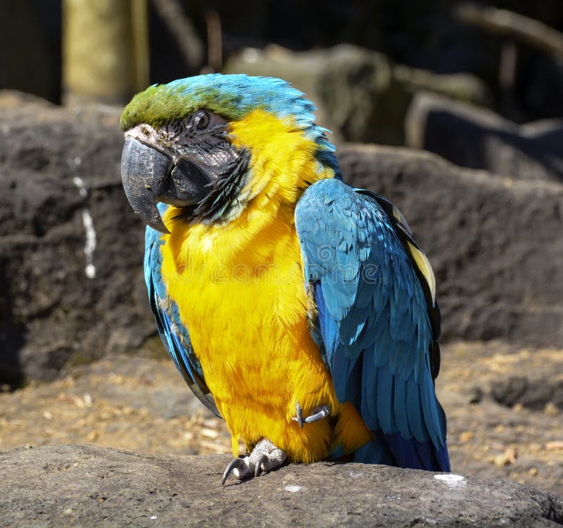 Parrot stock photo. Image of wings, nature, wildlife - 317764976