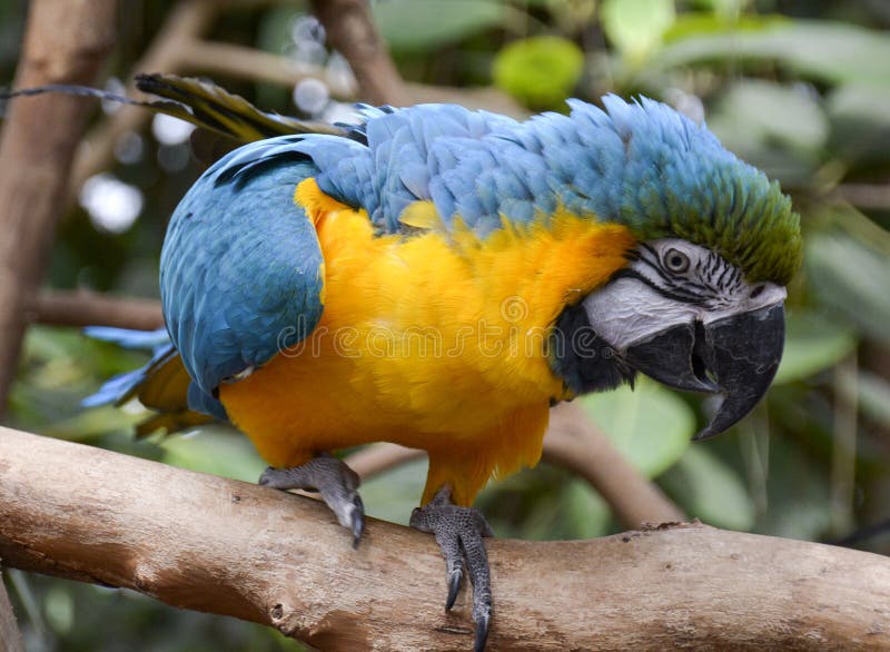 Parrot stock photo. Image of pets, birds, parrot, nature - 317765010