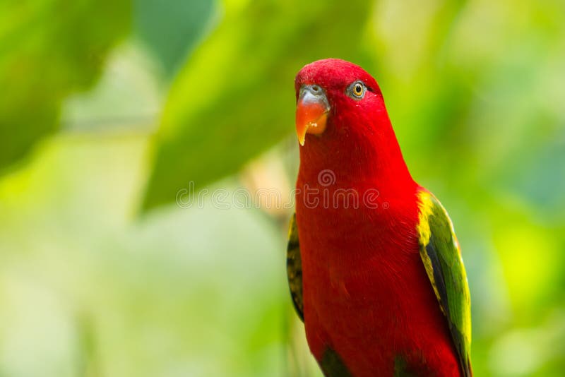 Parrot stock photo. Image of wild, pretty, beautiful - 33646522