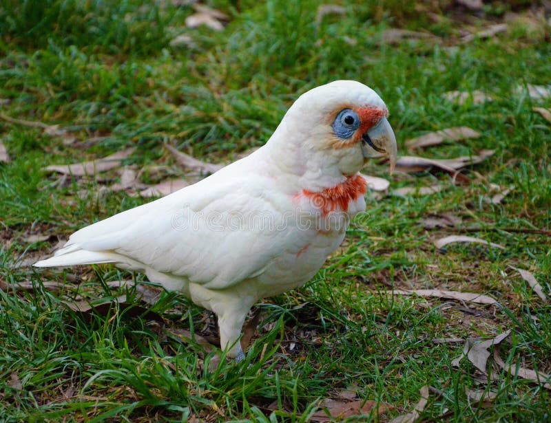 Parrot stock photo. Image of parrot, outdoor, animals - 70274316