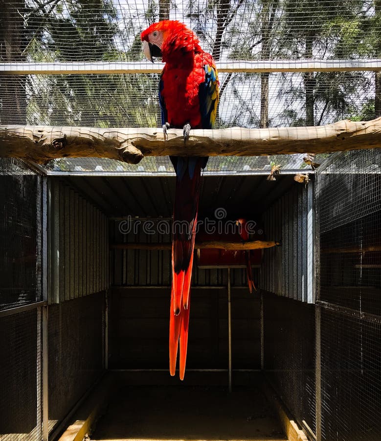 Red stock image. Image of nature, beauty, bright, parrot - 108739197