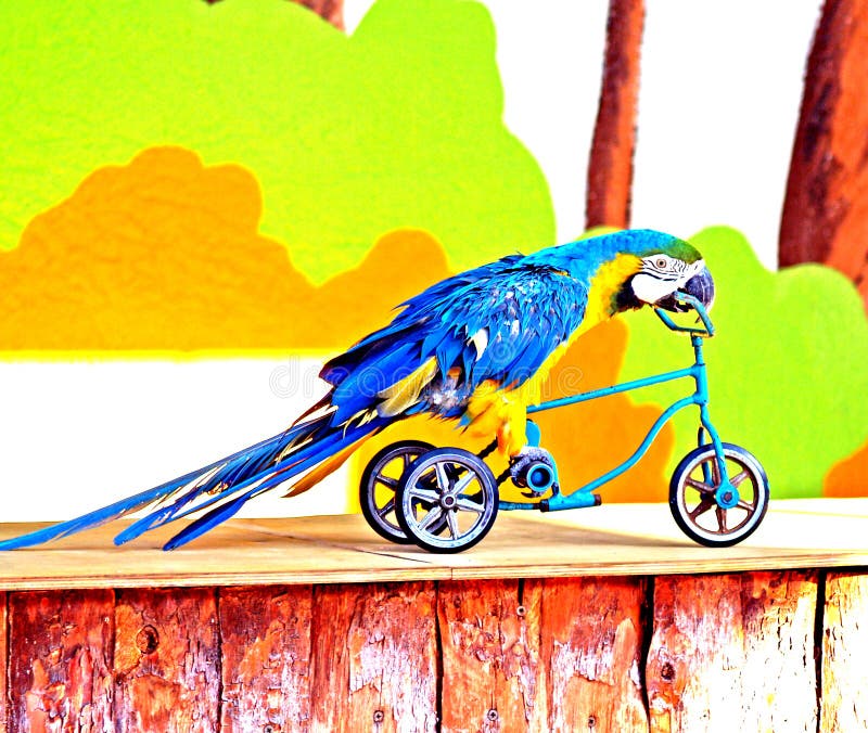 Parrot on the bike stock image. Image of trained, parrot - 3613951