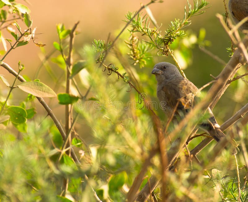 The Parrot-billed Sparrow stock image. Image of hidden - 16799631