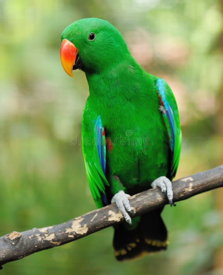 Parrot bird stock image. Image of green, tropical, nature - 27191201