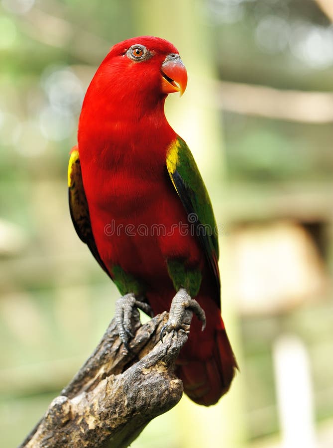 Parrot bird stock photo. Image of animal, exotic, parrot - 27191214