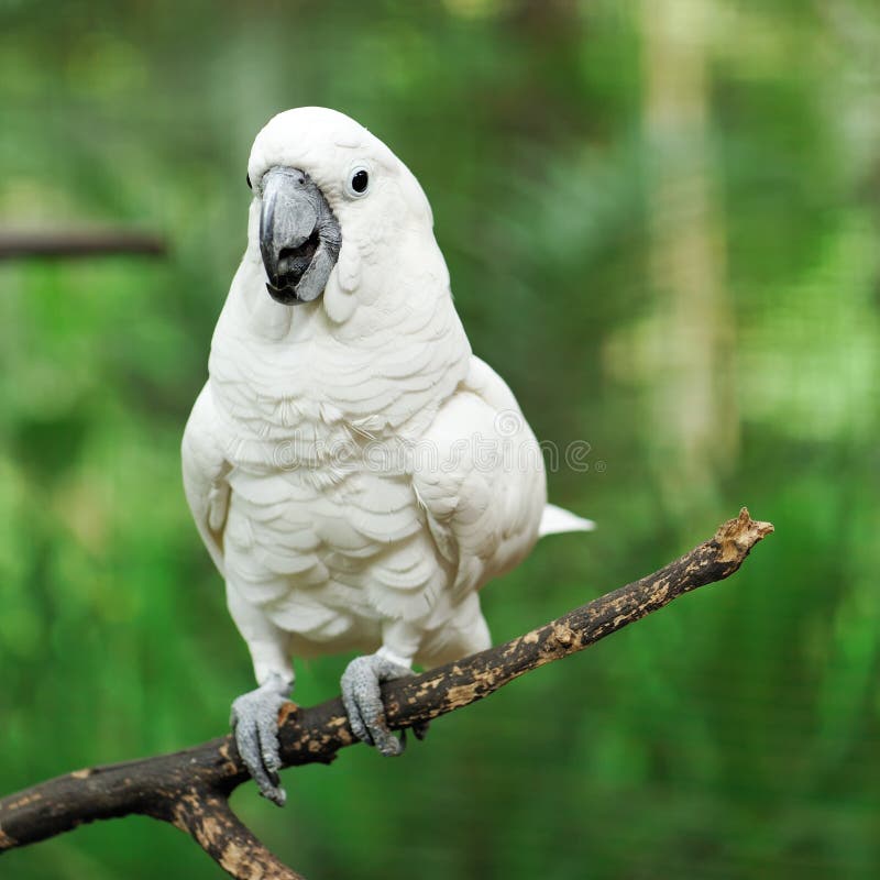 A Parrot Bird is Relaxing on a Mango Tree Stock Photo - Image of ...