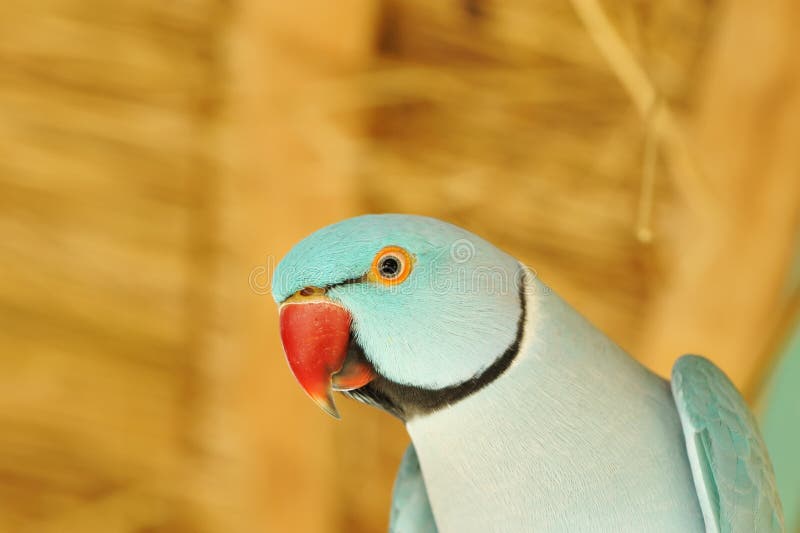 Parrot bird stock photo. Image of exotic, parrot, wild - 27264458