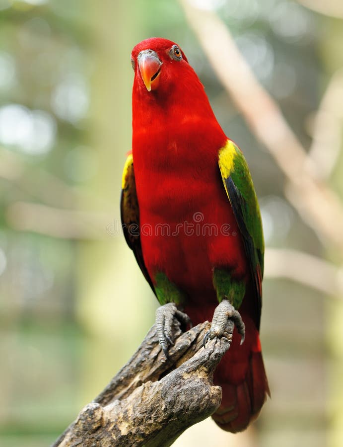Parrot bird stock image. Image of animal, outdoor, wildlife - 27624841