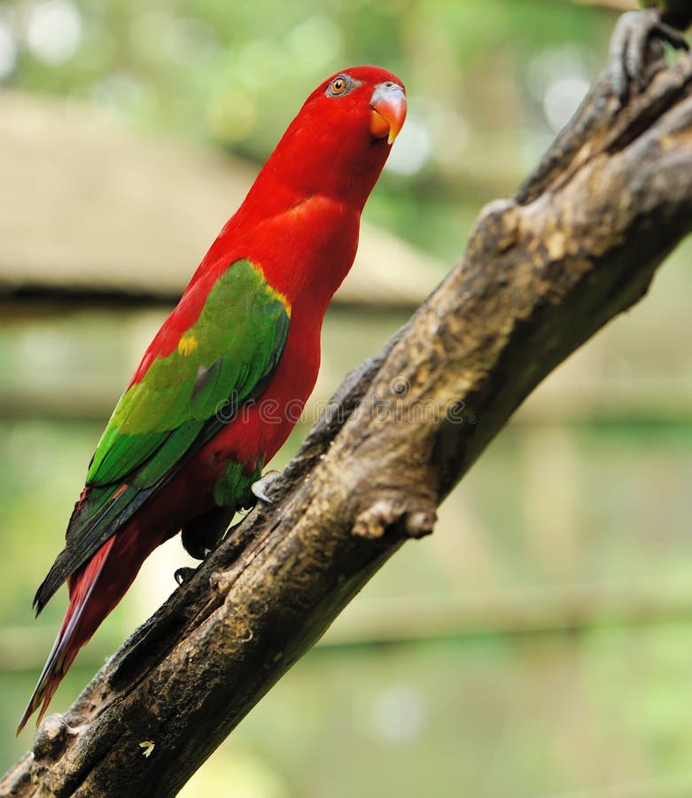 Parrot bird stock photo. Image of wing, color, wildlife - 27863086