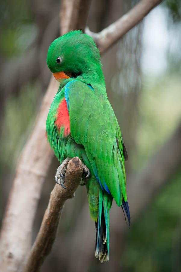 Parrot bird stock image. Image of parrot, bird, animal - 38458161
