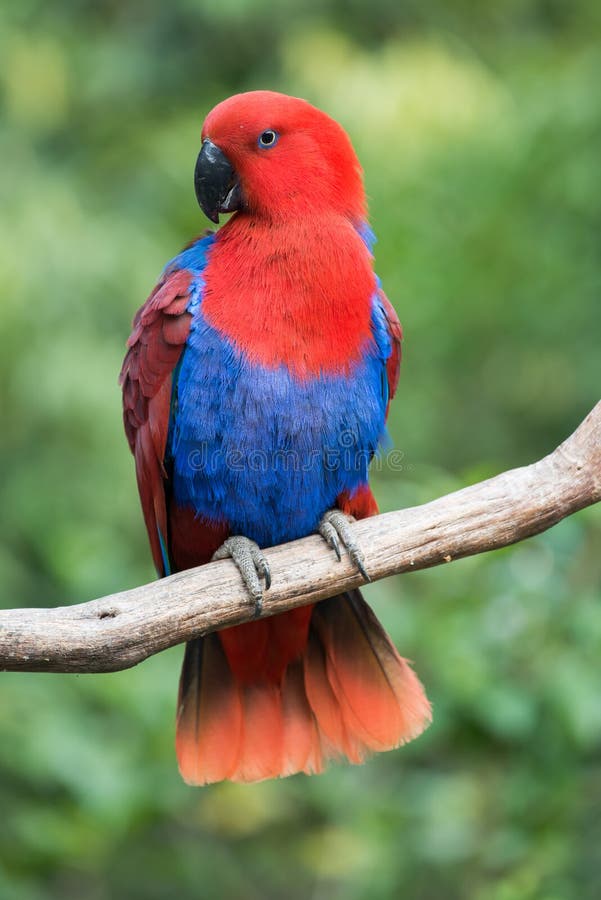 Parrot bird stock photo. Image of beautiful, jungle, life - 38458746