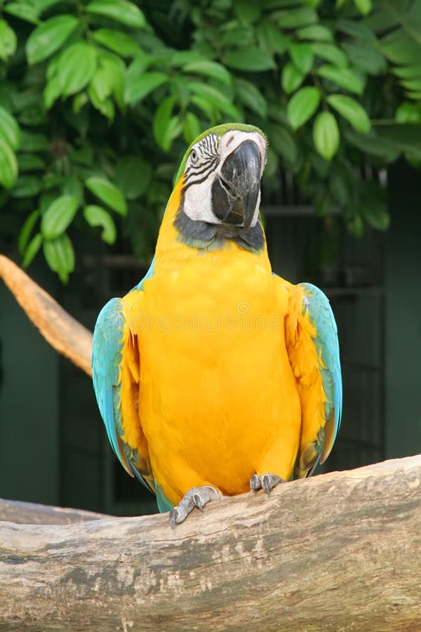 Popinjay bird stock photo. Image of beak, multicoloured - 16146956