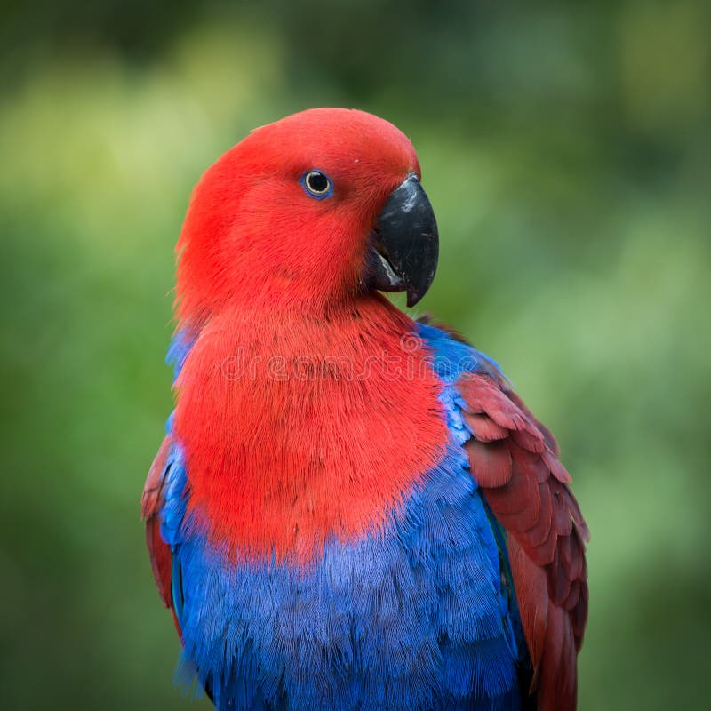 Parrot bird stock photo. Image of tropics, parrot, cute - 38453694