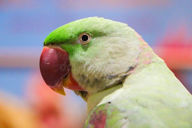 Parrot stock image. Image of front, looking, isolated - 40314089
