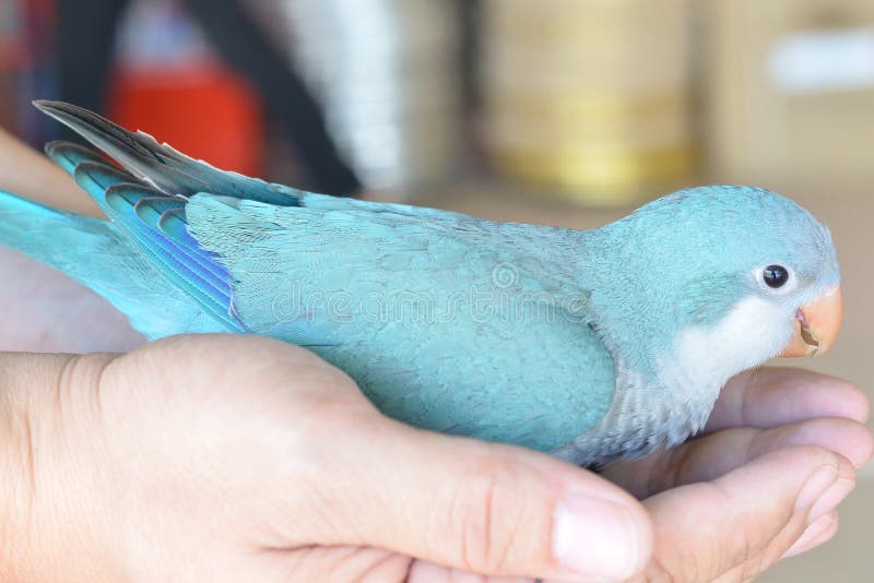 Parrot stock photo. Image of isolated, budgie, hand, finger - 34914974