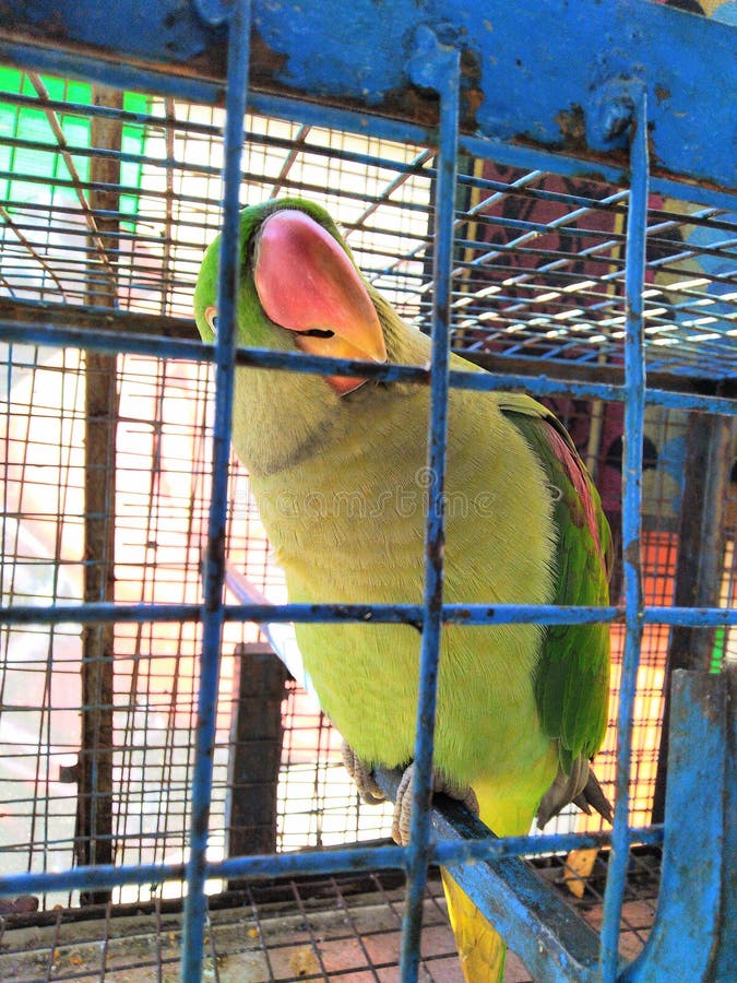 Green Parrot Cage Nice Bird Stock Photo - Image of parrot, cage: 135158002