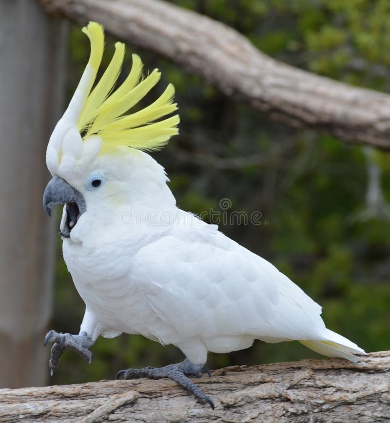 Cockatoo walking on grass stock image. Image of cocky - 78107705