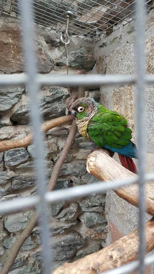 Parrot Bird colorful stock image. Image of prison, vogelburg - 77986103
