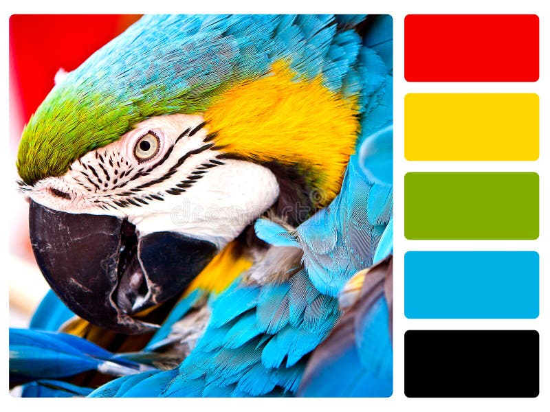 Parrot Bird Colour Palette Swatch Stock Image - Image of graphic ...